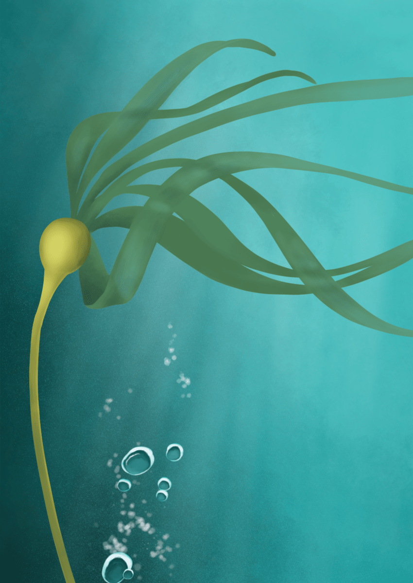 About – Sailing the Sonic Sea